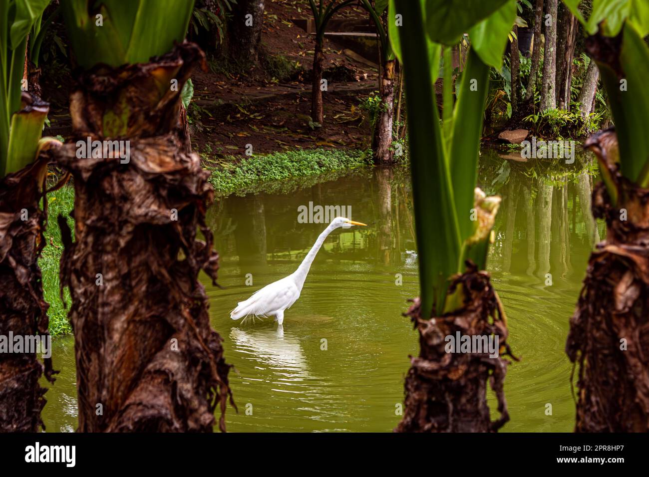 Woman seen in garden hi-res stock photography and images - Alamy