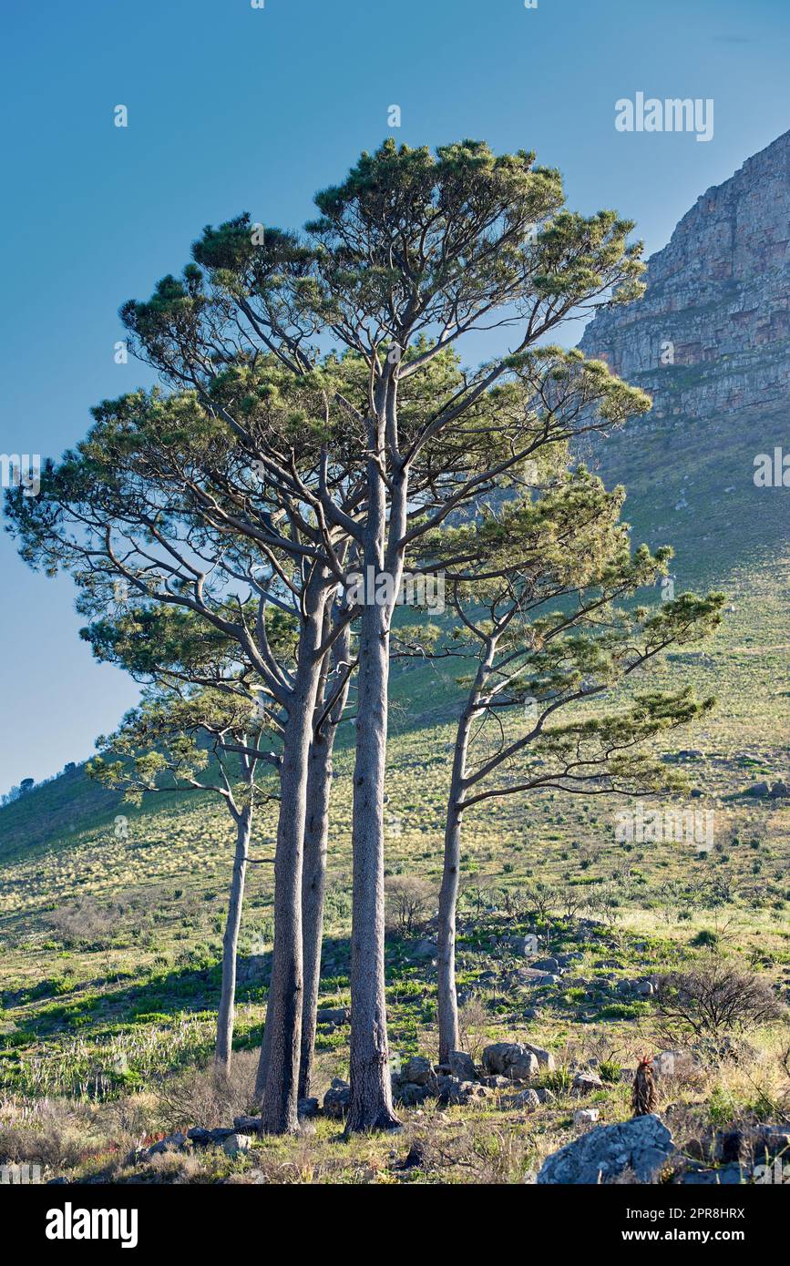 Surrounded by flowers and trees hi-res stock photography and images - Alamy