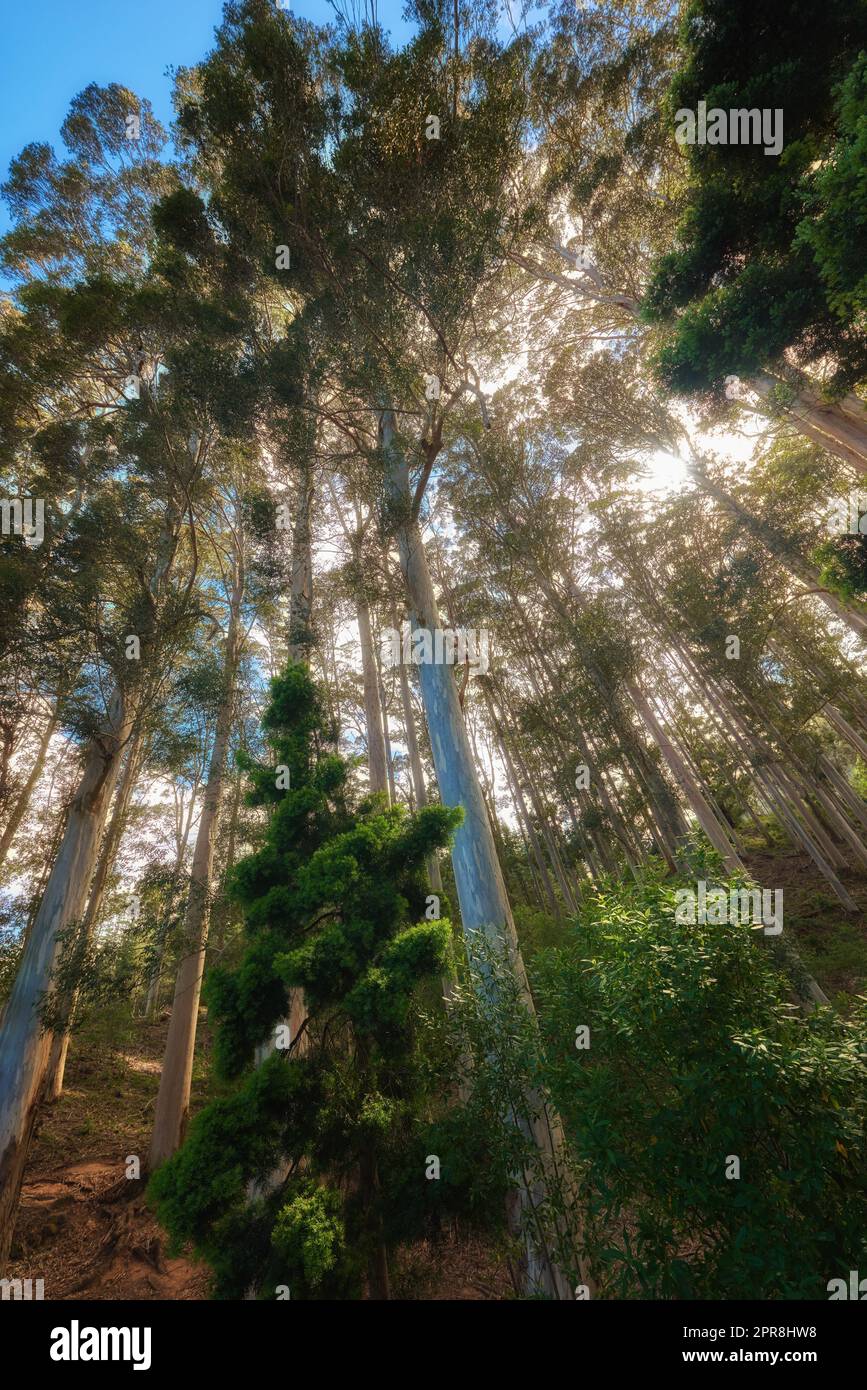 Tall trees in quiet forest on a fresh beautiful morning, growing on a ...
