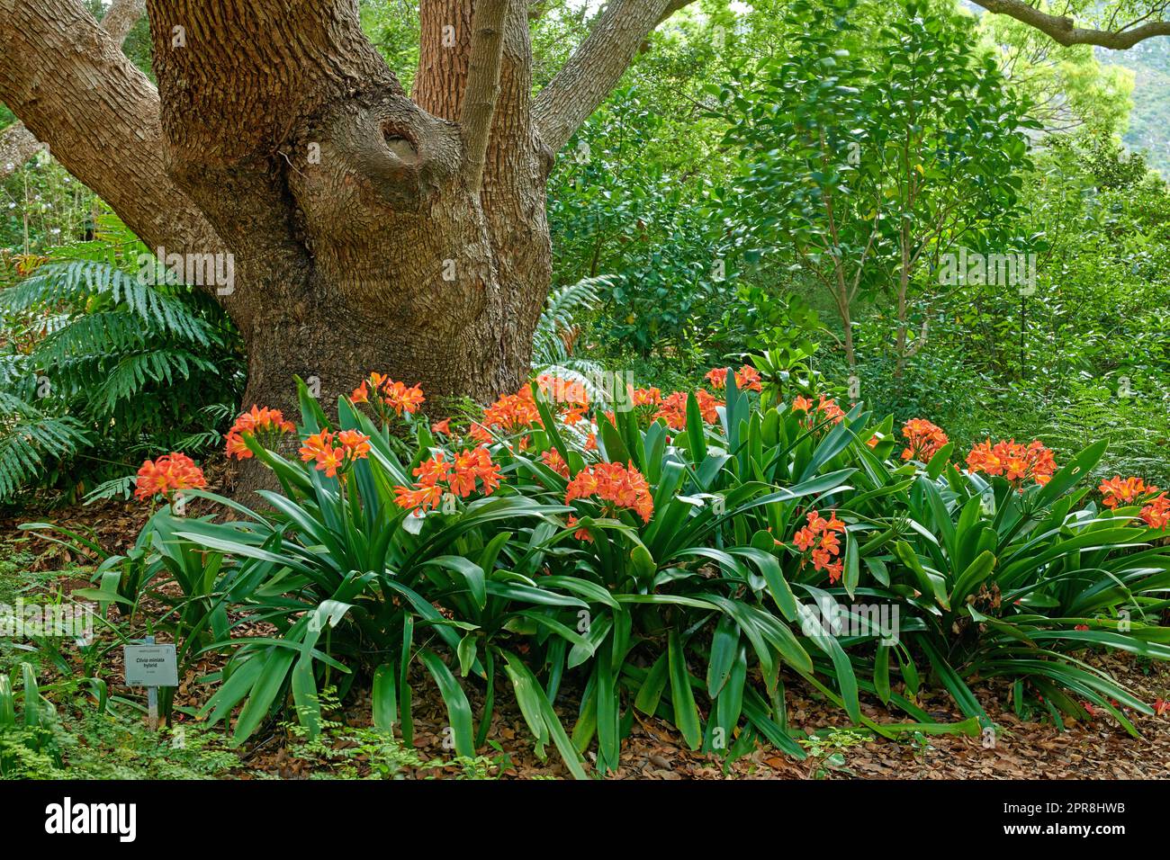 Orange bush lily growing near a tree trunk in spring. Nature landscape ...