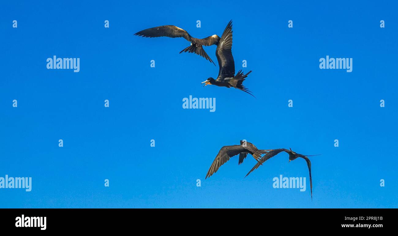 Fregat birds flock fly blue sky background on Holbox Mexico Stock Photo ...