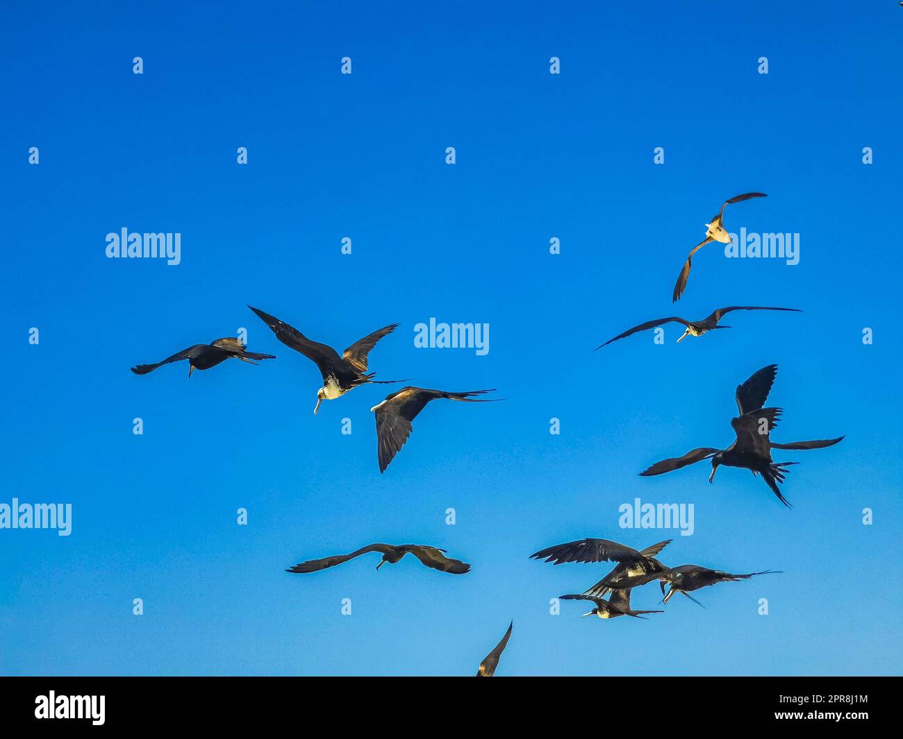 Fregat birds flock fly blue sky background on Holbox Mexico Stock Photo ...