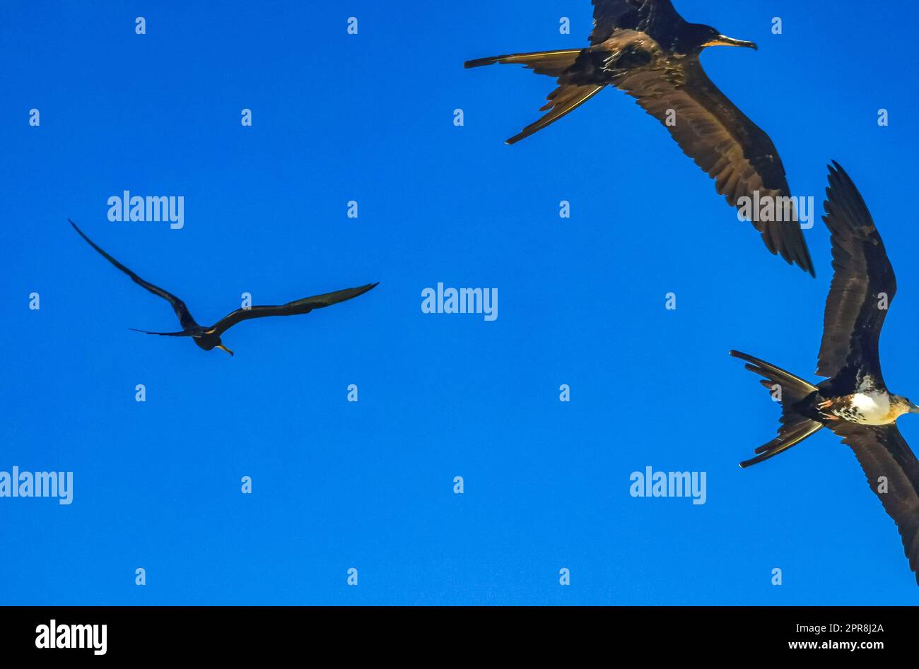 Fregat birds flock fly blue sky background on Holbox Mexico Stock Photo ...