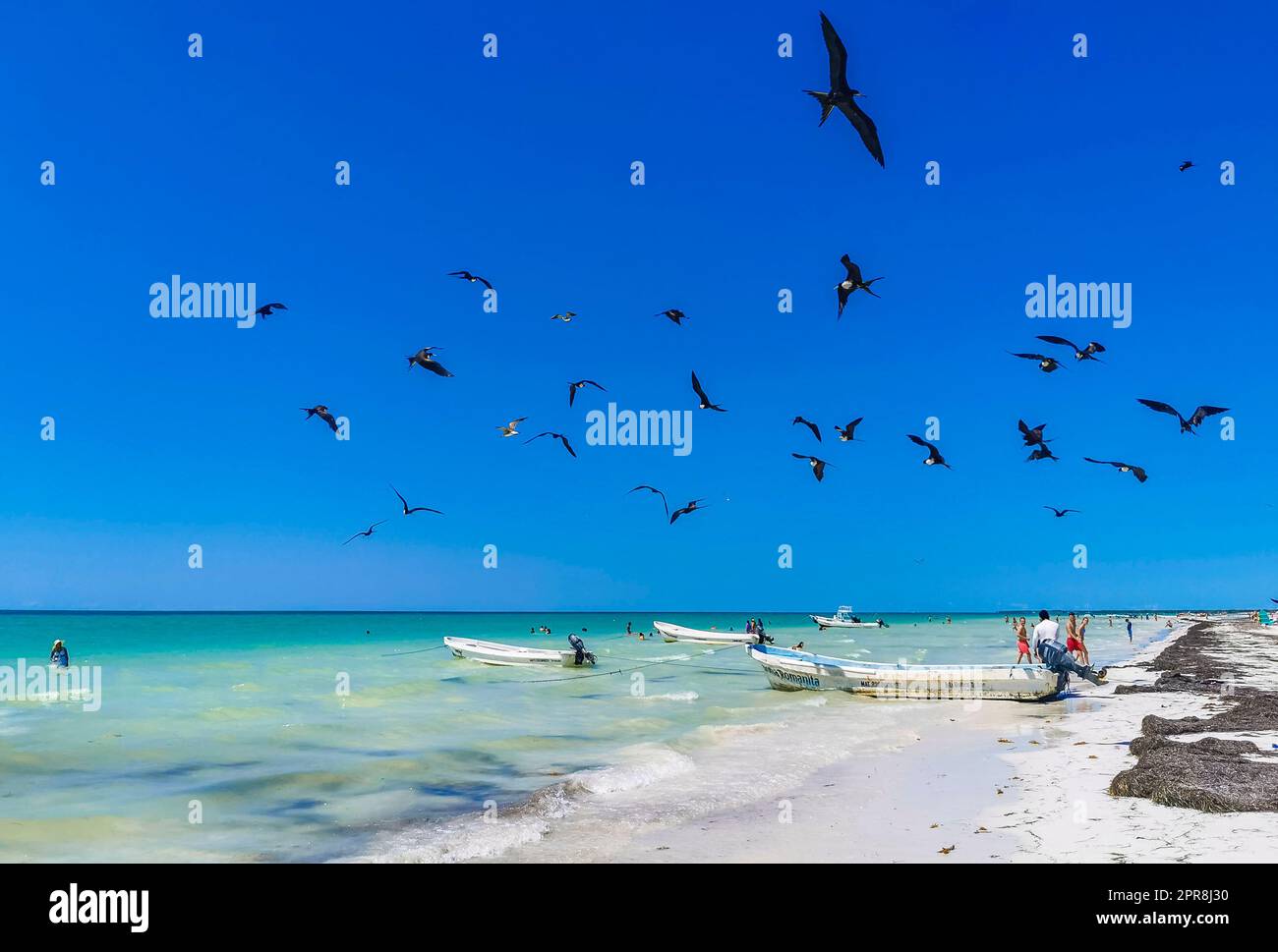 Fregat birds flock feeding on the beach on Holbox Mexico Stock Photo ...