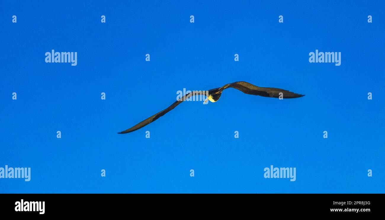 Fregat birds flock fly blue sky background on Holbox Mexico Stock Photo ...
