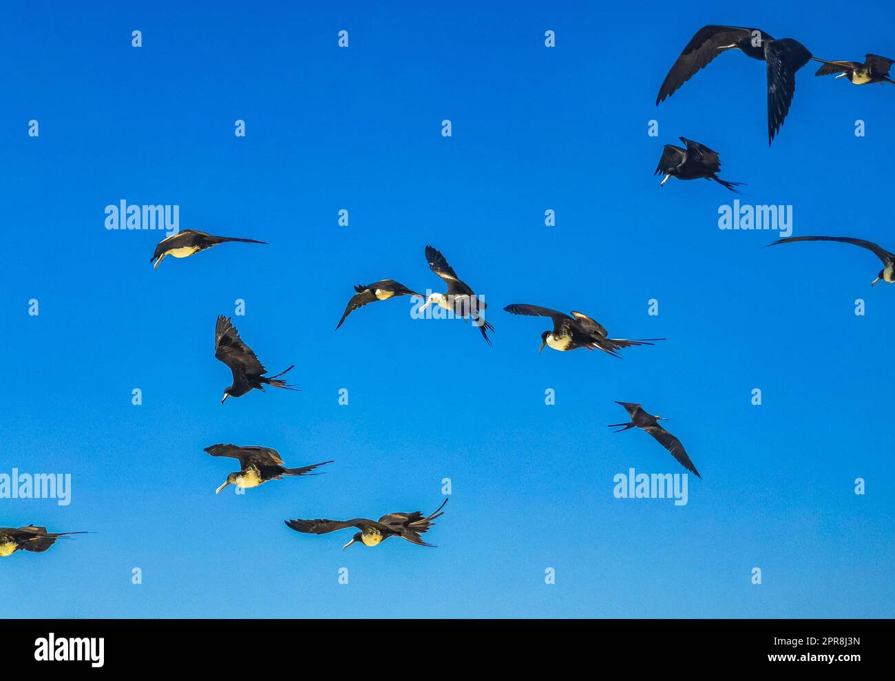 Fregat birds flock fly blue sky background on Holbox Mexico Stock Photo ...
