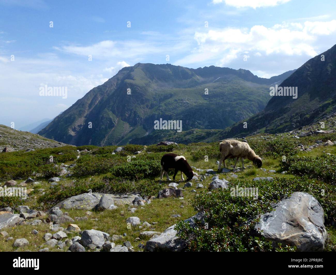 Sheep at Stubai high-altitude hiking trail, lap 8 in Tyrol, Austria ...