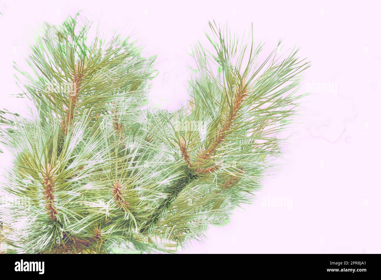 a widespread coniferous tree which has a distinctive conical shape and ...