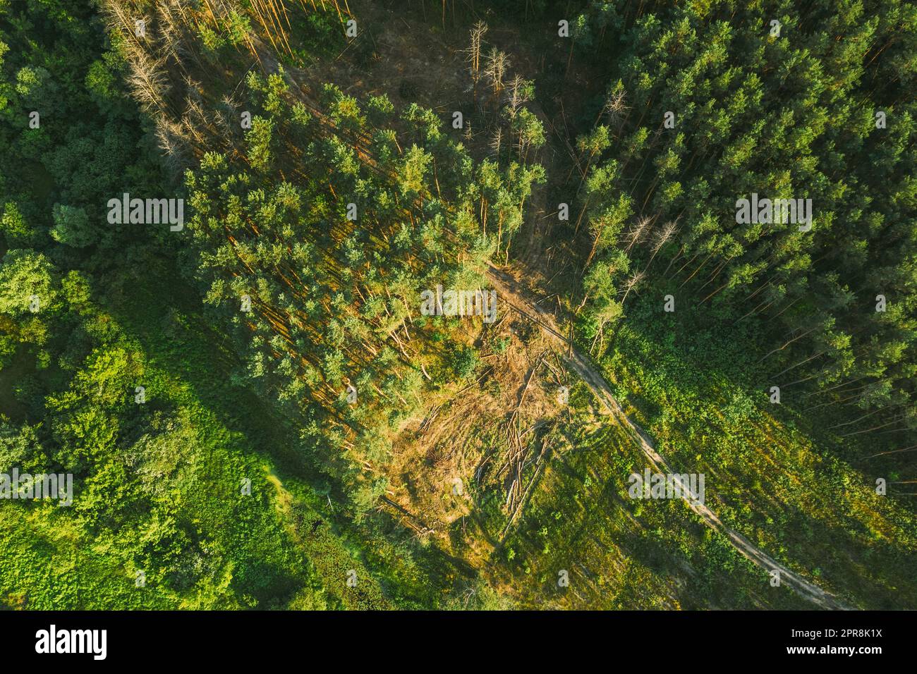 Aerial View Green Forest Deforestation Area Landscape. Top View Of ...