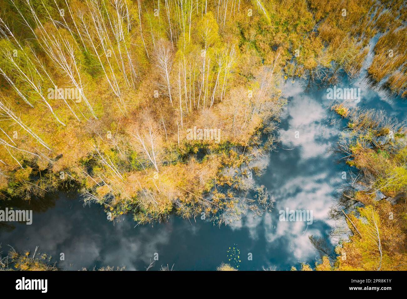 Spring Season. Aerial View. Young Birches Grow Among Small Marsh Bog ...