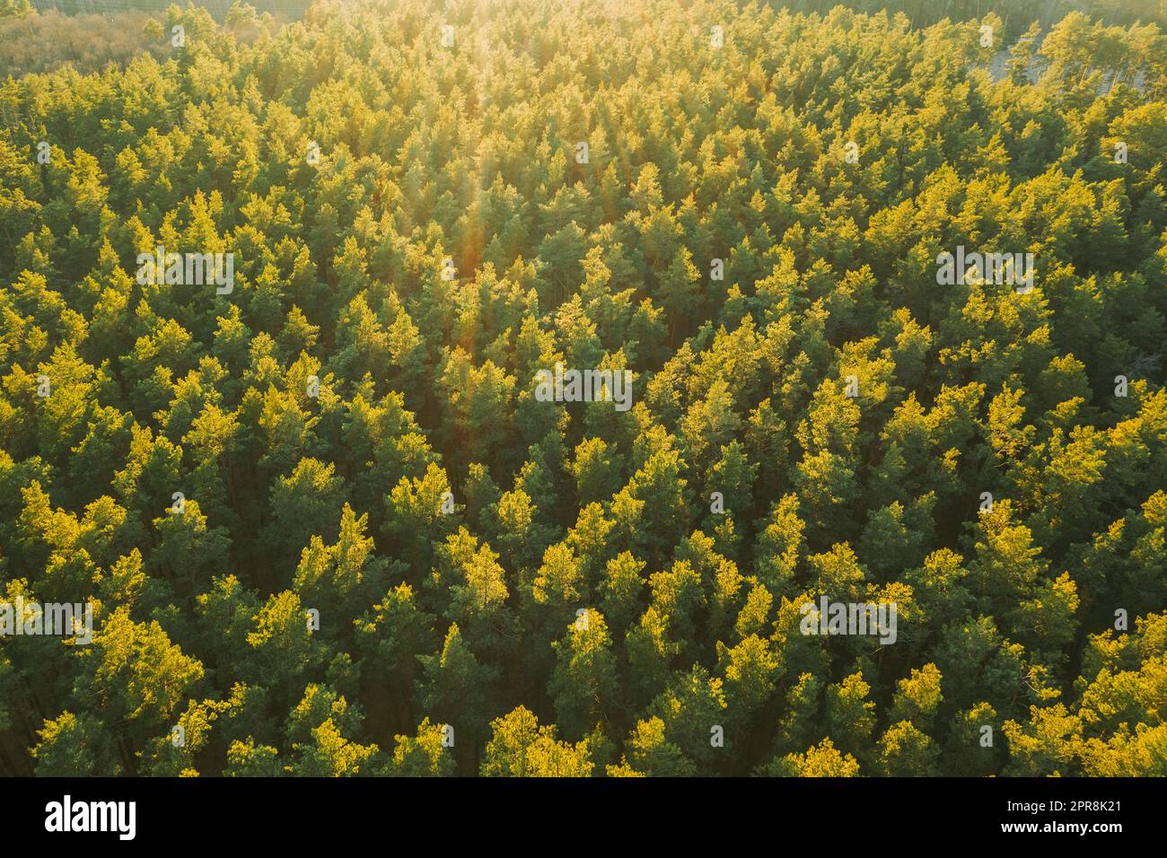 Aerial View Of Green Pine Coniferous Forest In Landscape During Sunset ...