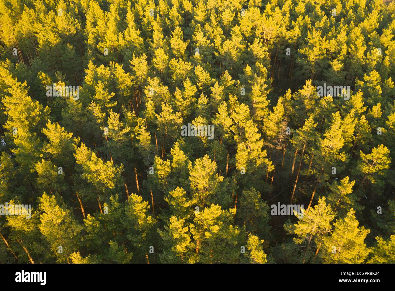 Aerial View Of Green Pine Coniferous Forest In Landscape During Sunset ...
