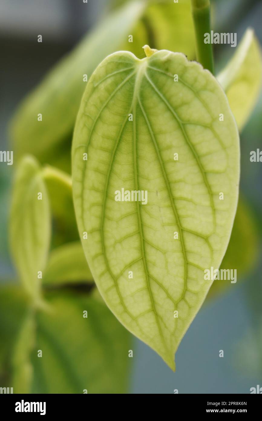Fresh pepper leaf plant Stock Photo - Alamy