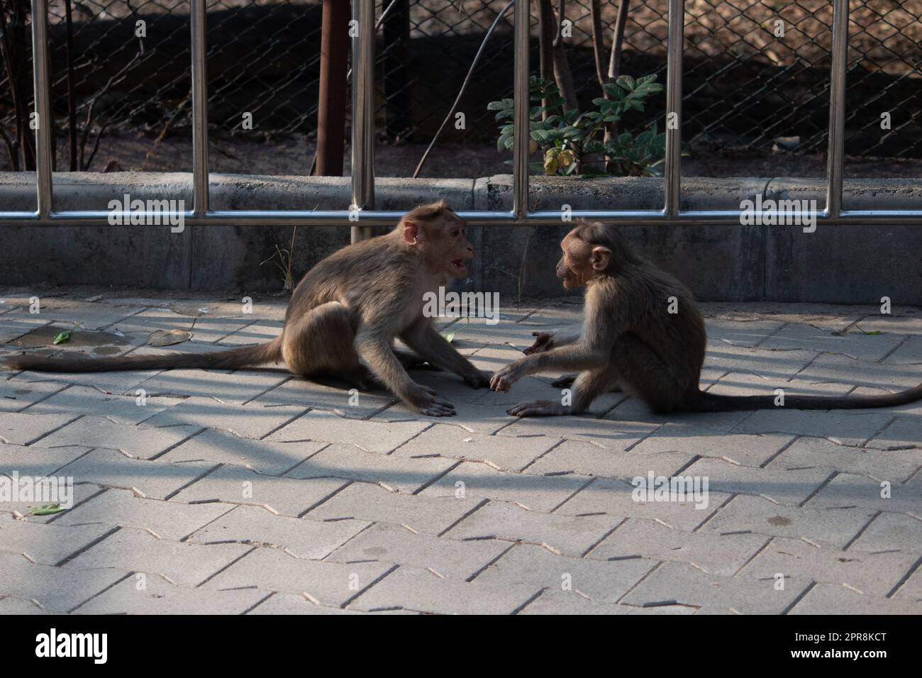 monkey at Bannerghatta national park Bangalore playing in the zoo ...