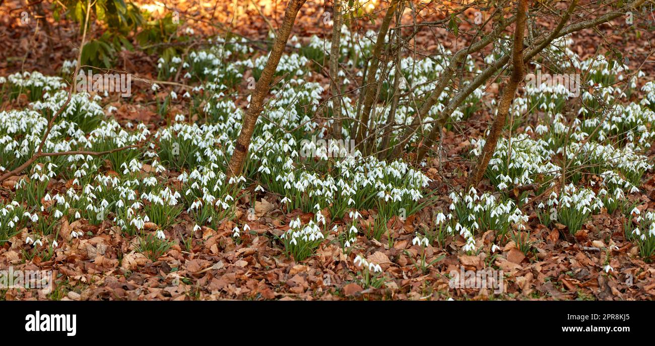 Thriving species hi-res stock photography and images - Alamy