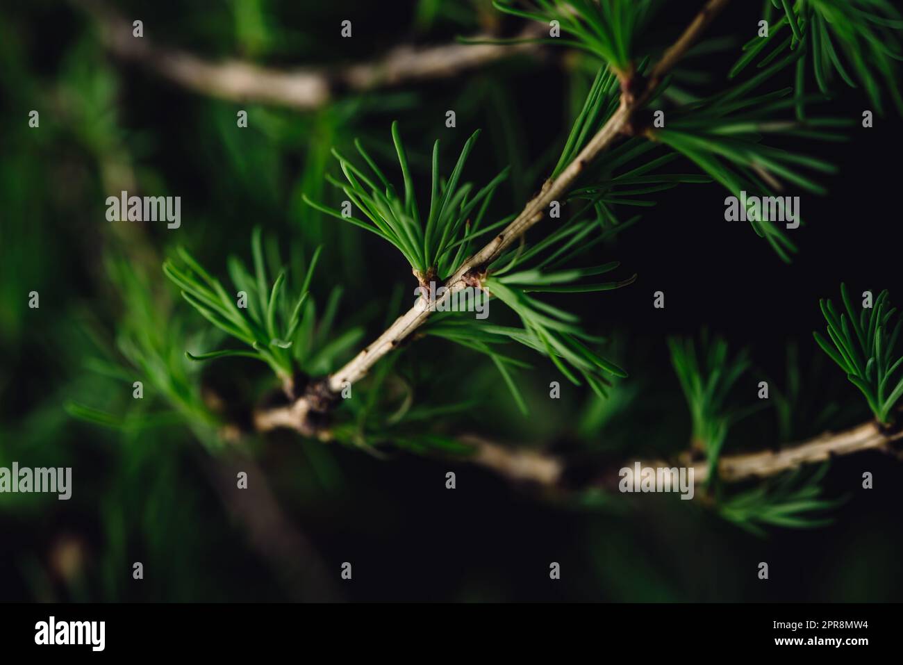 Larch leaves hi-res stock photography and images - Alamy