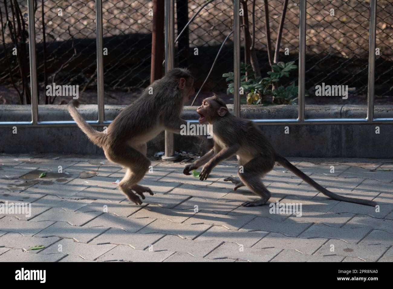 monkey at Bannerghatta national park Bangalore playing in the zoo ...