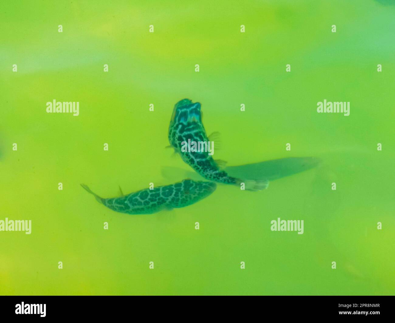 Tropical fish swimming in green turquoise blue water Holbox Mexico ...