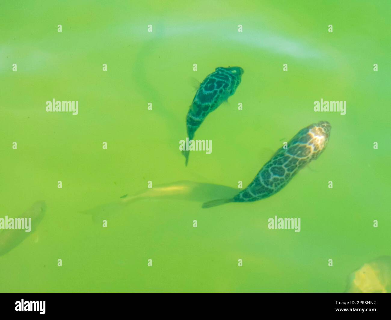 Tropical fish swimming in green turquoise blue water Holbox Mexico ...