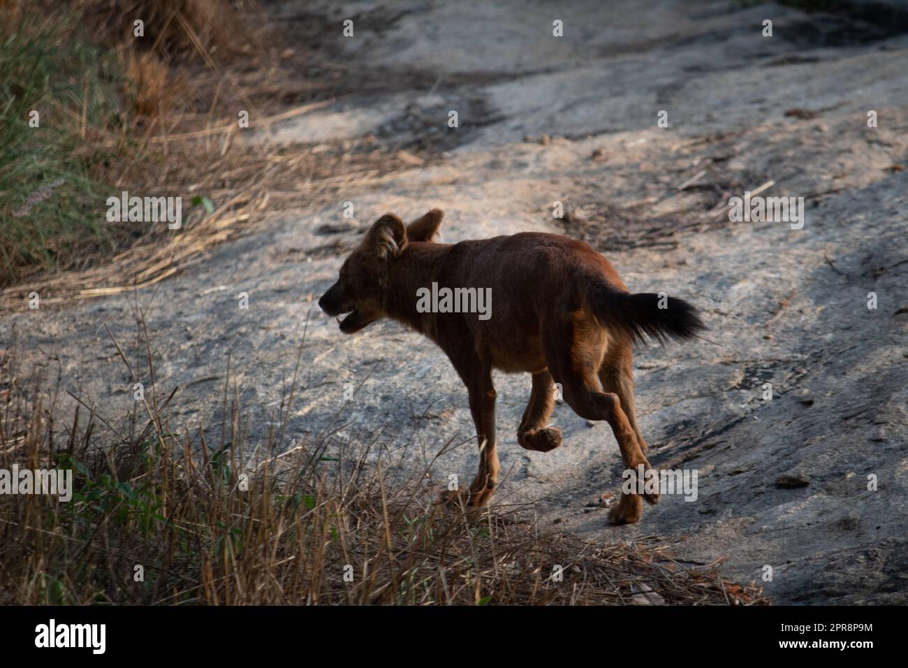 fox at Bannerghatta national park Bangalore running in the zoo. forest ...