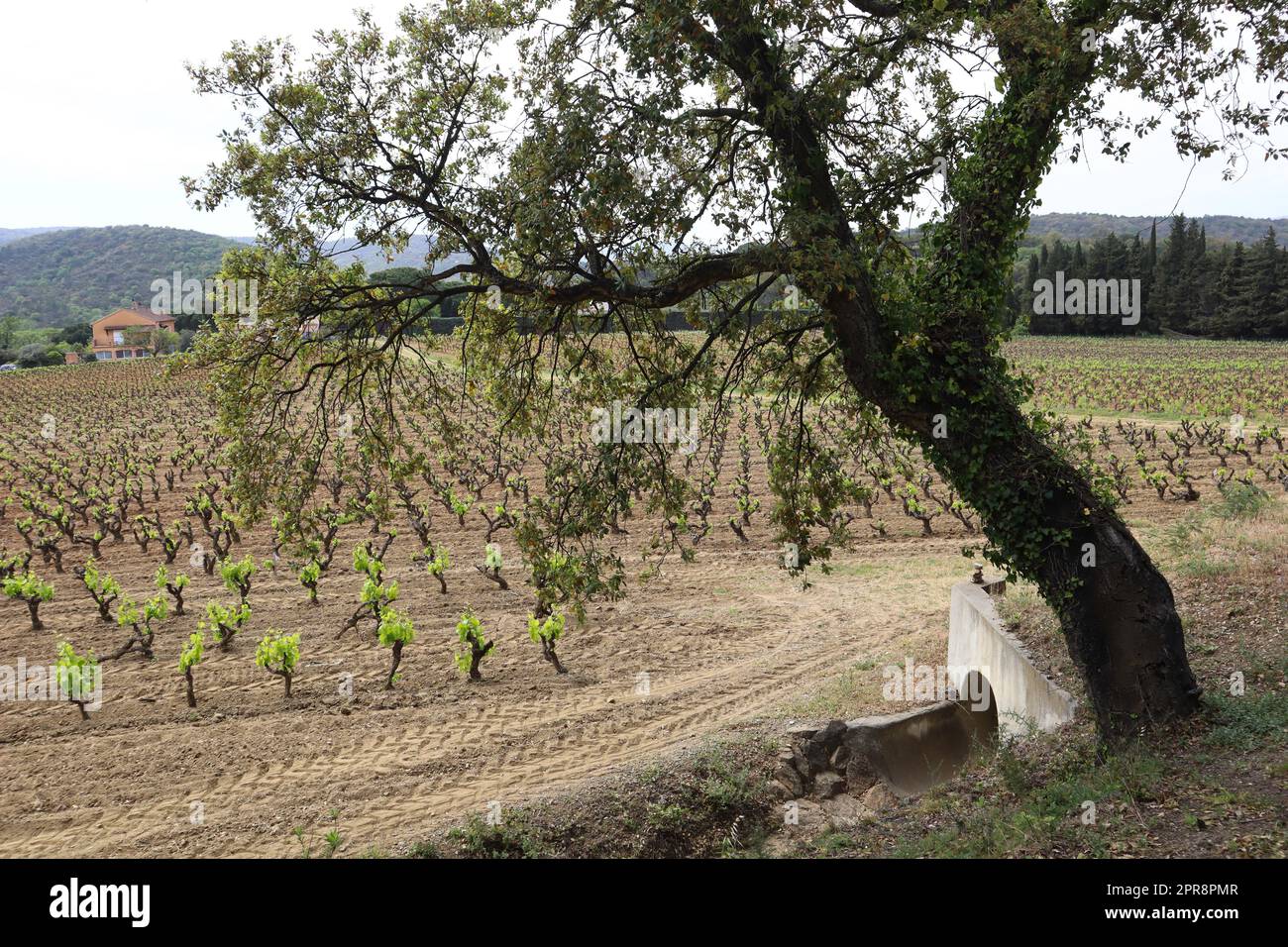 April 26th 2023 Gassin, France The weather and the scent of orange ...