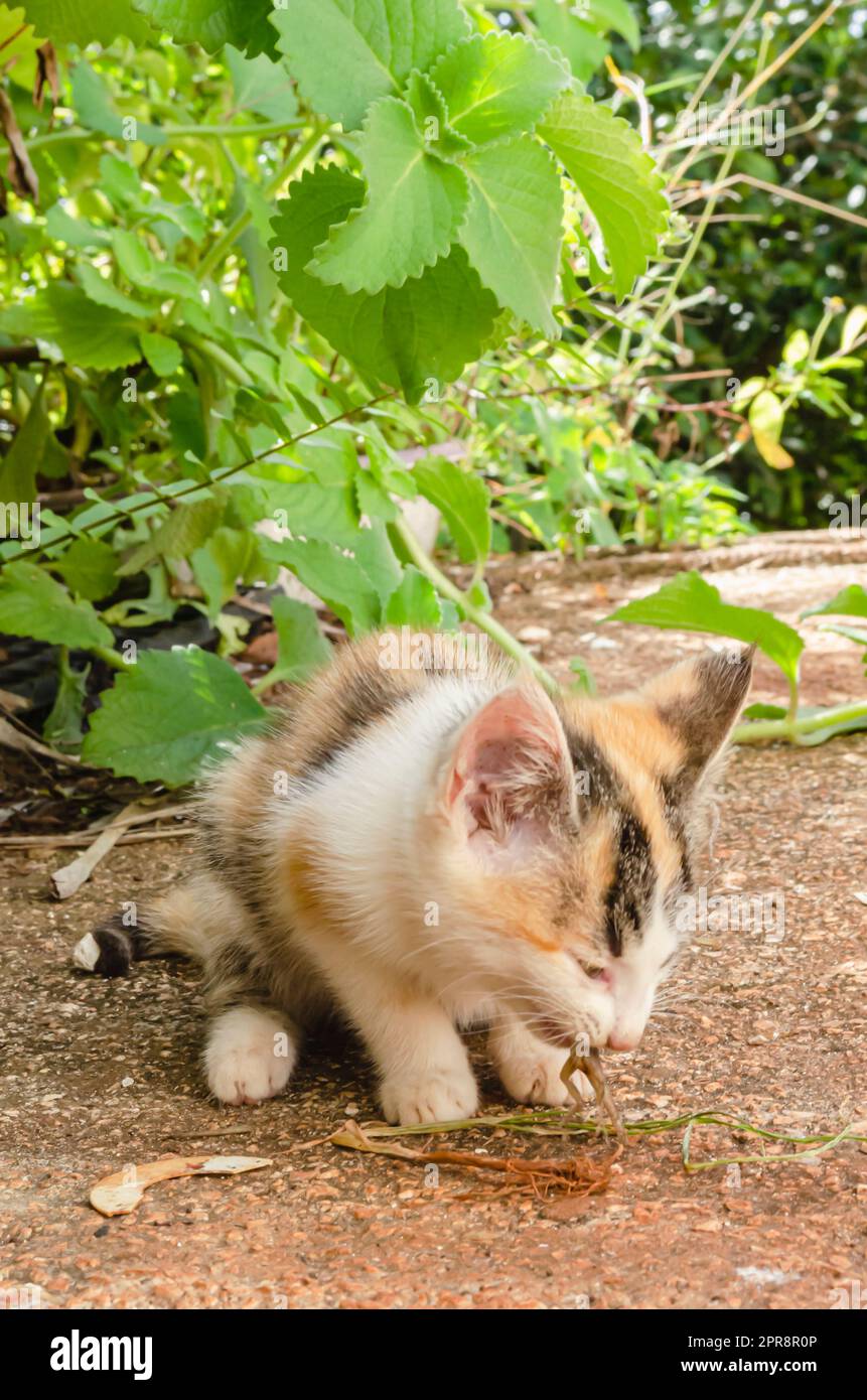 A Kitten Eating Lizard Stock Photo - Alamy