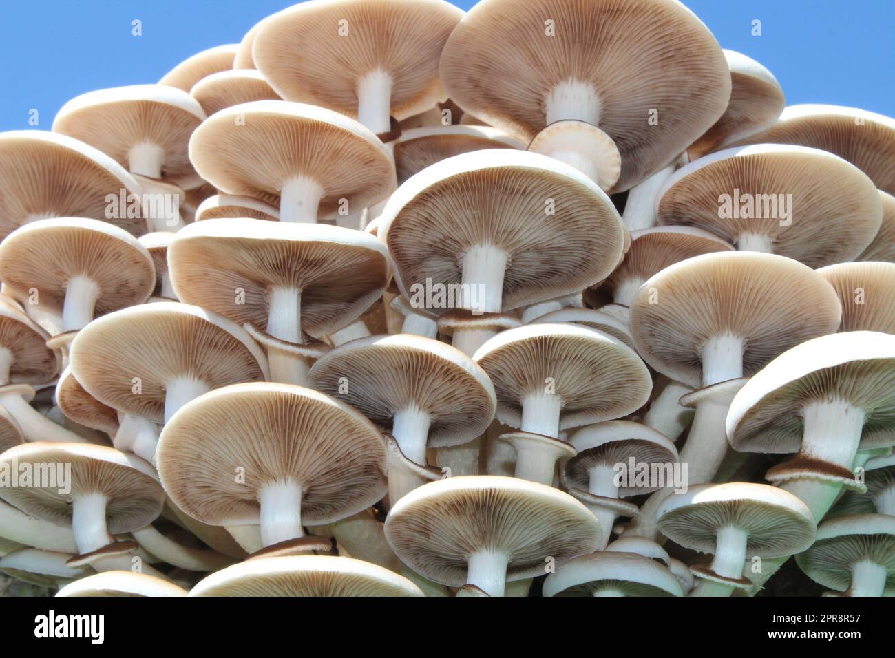 pioppino mushroom in the garden Stock Photo - Alamy