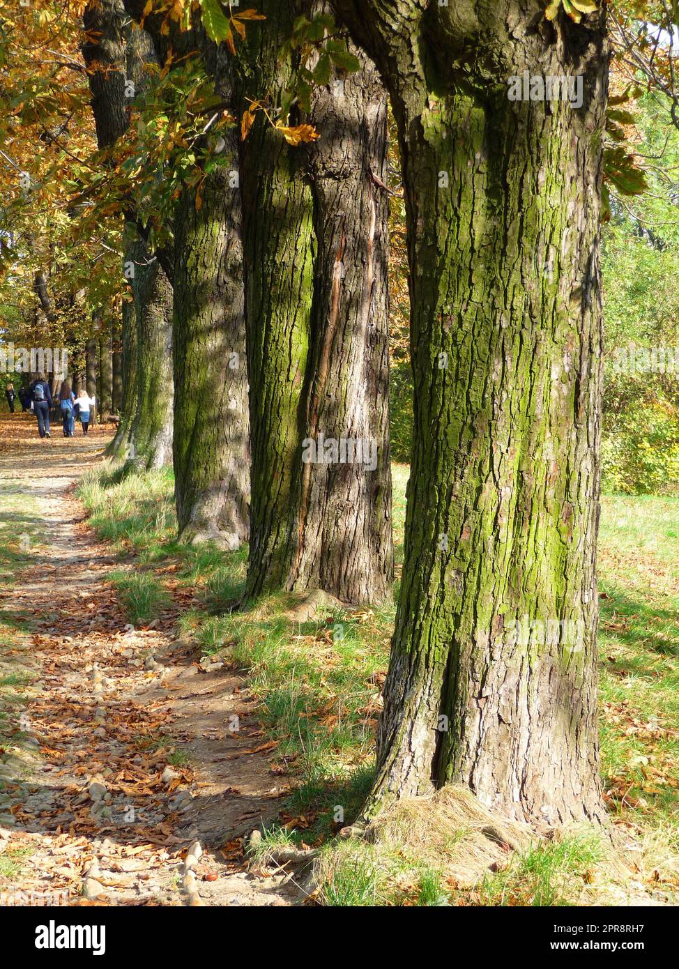 Alley of tree hi-res stock photography and images - Alamy