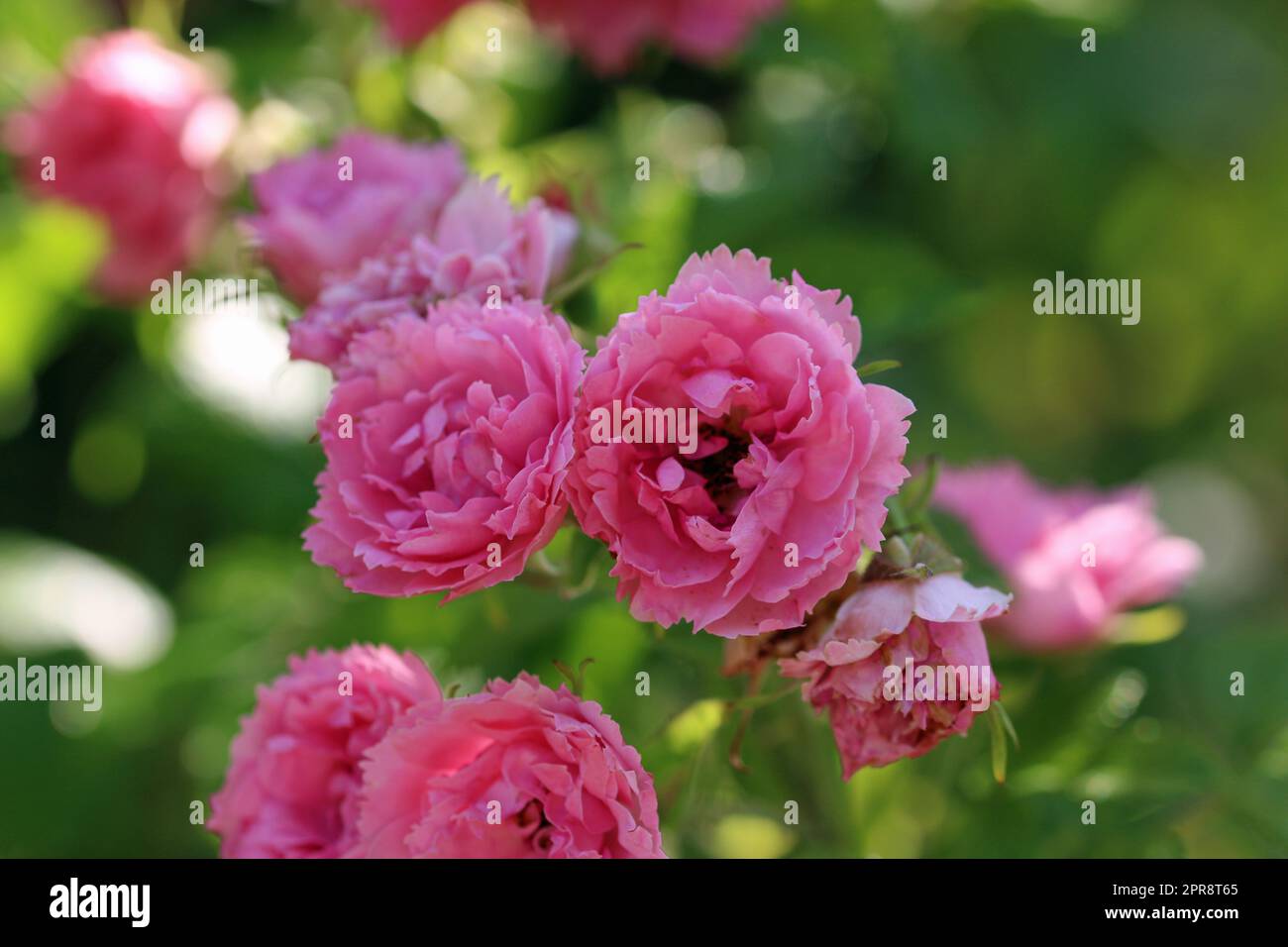 Pink rose flowers in close up Stock Photo - Alamy