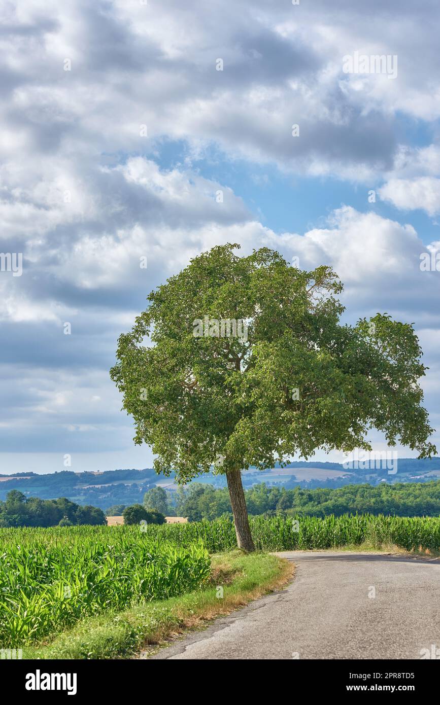 Tree beside a street through farm land in the lush green countryside ...