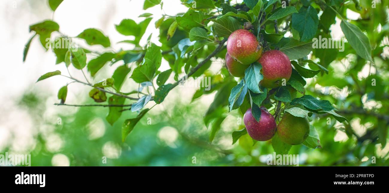 Fruit tree plantation hi-res stock photography and images - Alamy