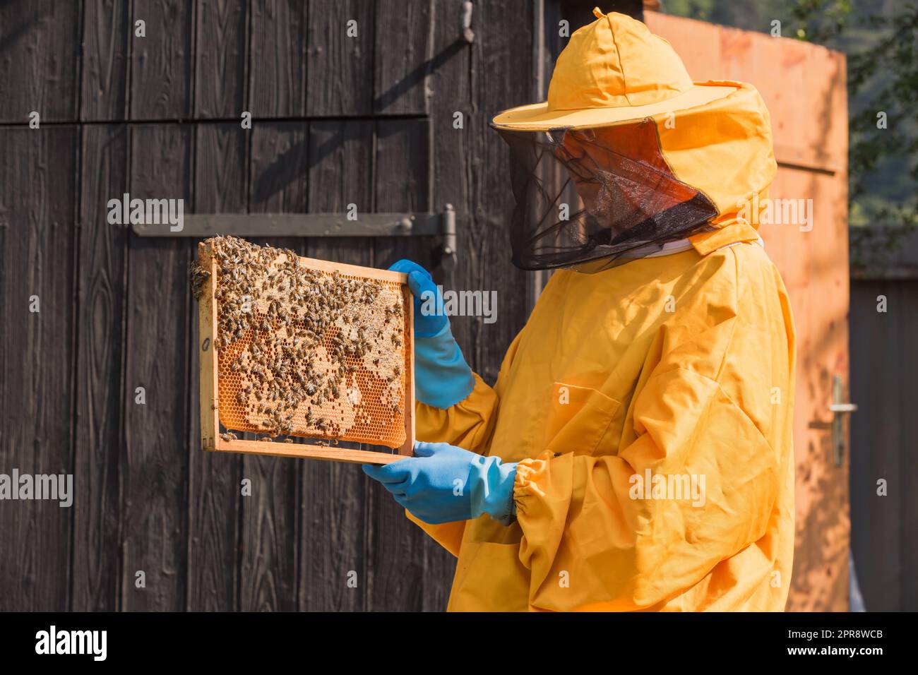 Hobby beekeepe holding a honey frame with brood and honeycomb, portrait ...