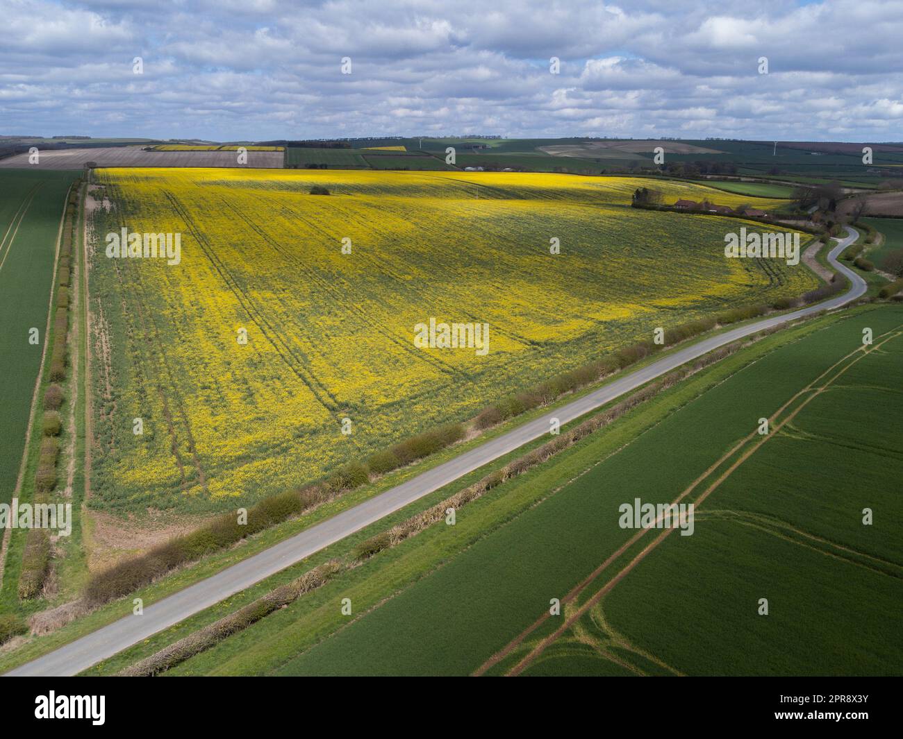Panoramic view yellow rapeseed hi-res stock photography and images - Alamy