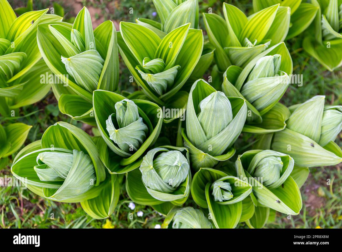 Veratrum album (or false helleborine, white hellebore, Veratrum ...