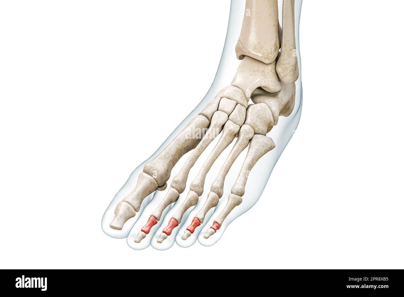 Medial or intermediate phalanges of toe bones in red with body 3D ...