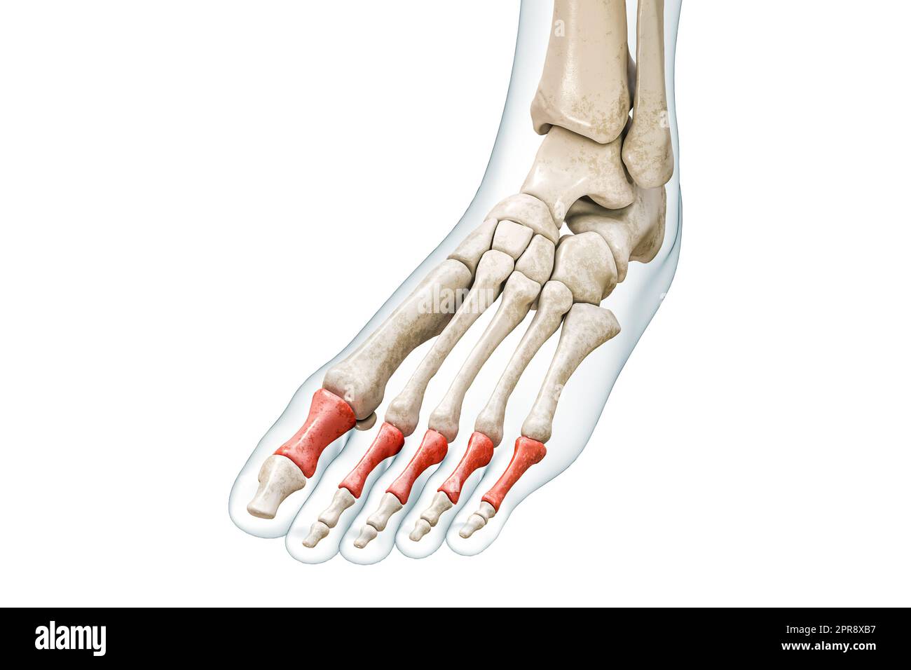 Proximal phalanges of the toe bones in red with body 3D rendering ...