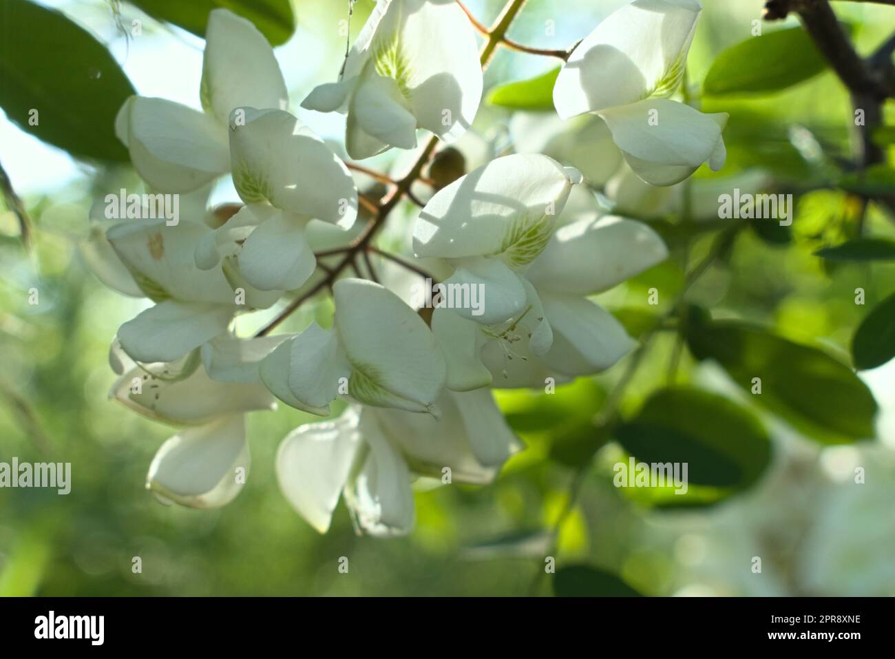 white flower cluster of robinia pseudoacacia tree against the light ...