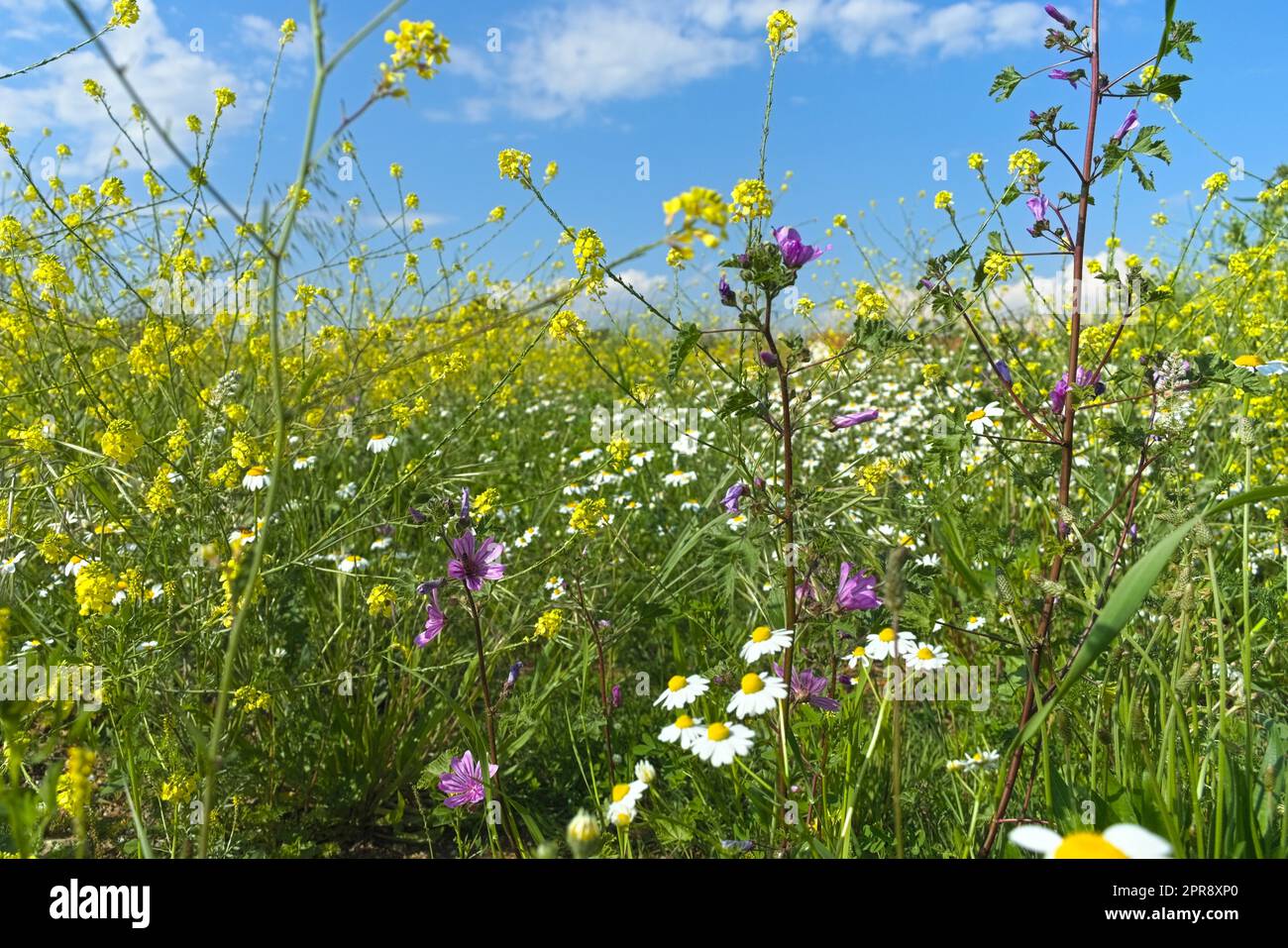Flowers pink wildflowers greece hi-res stock photography and images - Alamy