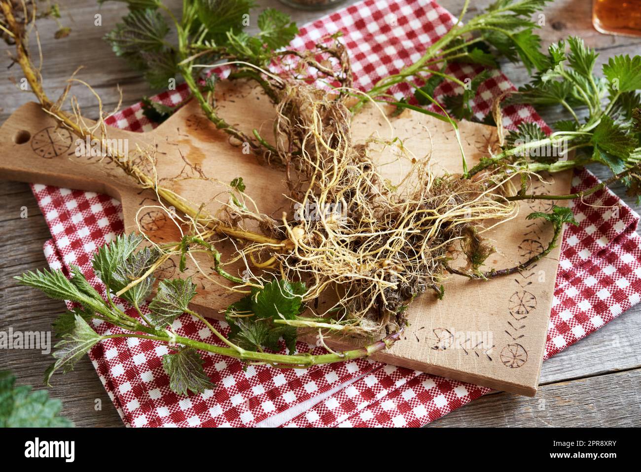 Fresh stinging nettle herb including root on a wooding cutting board ...