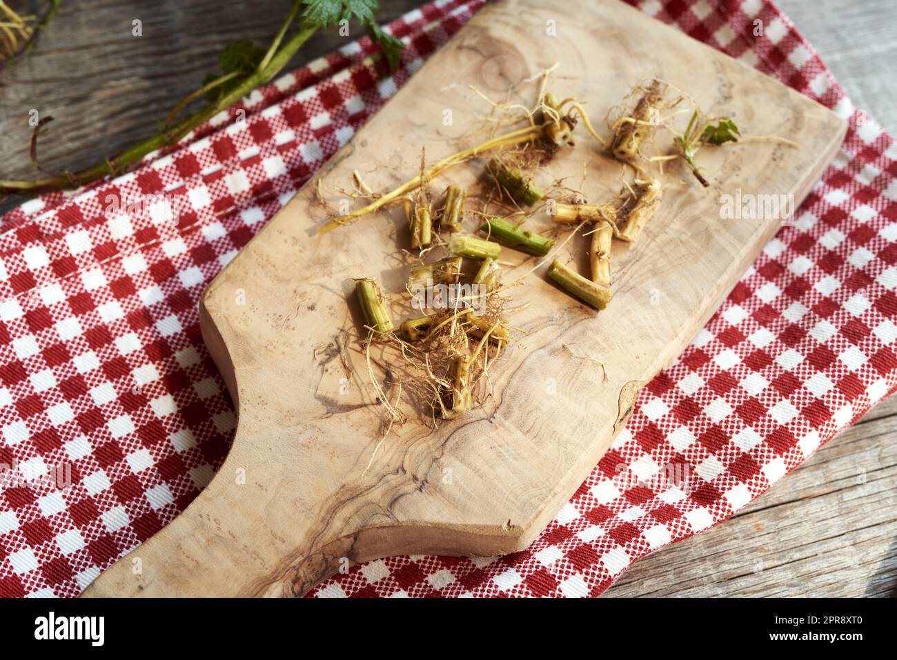 Chopped stinging nettle root on a table - preparation of herbal ...