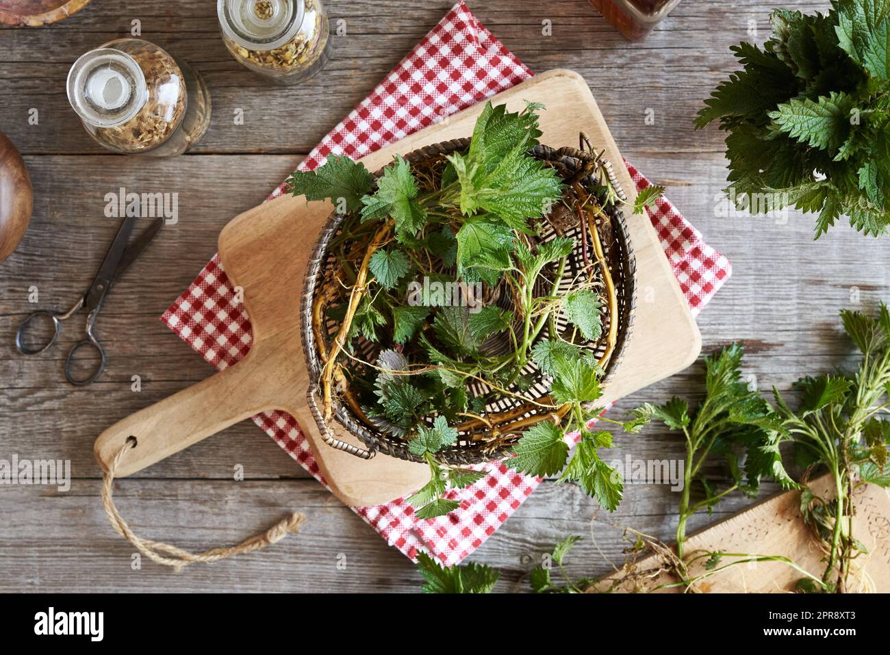 Fresh whole stinging nettle plant including root in a basket on a table ...