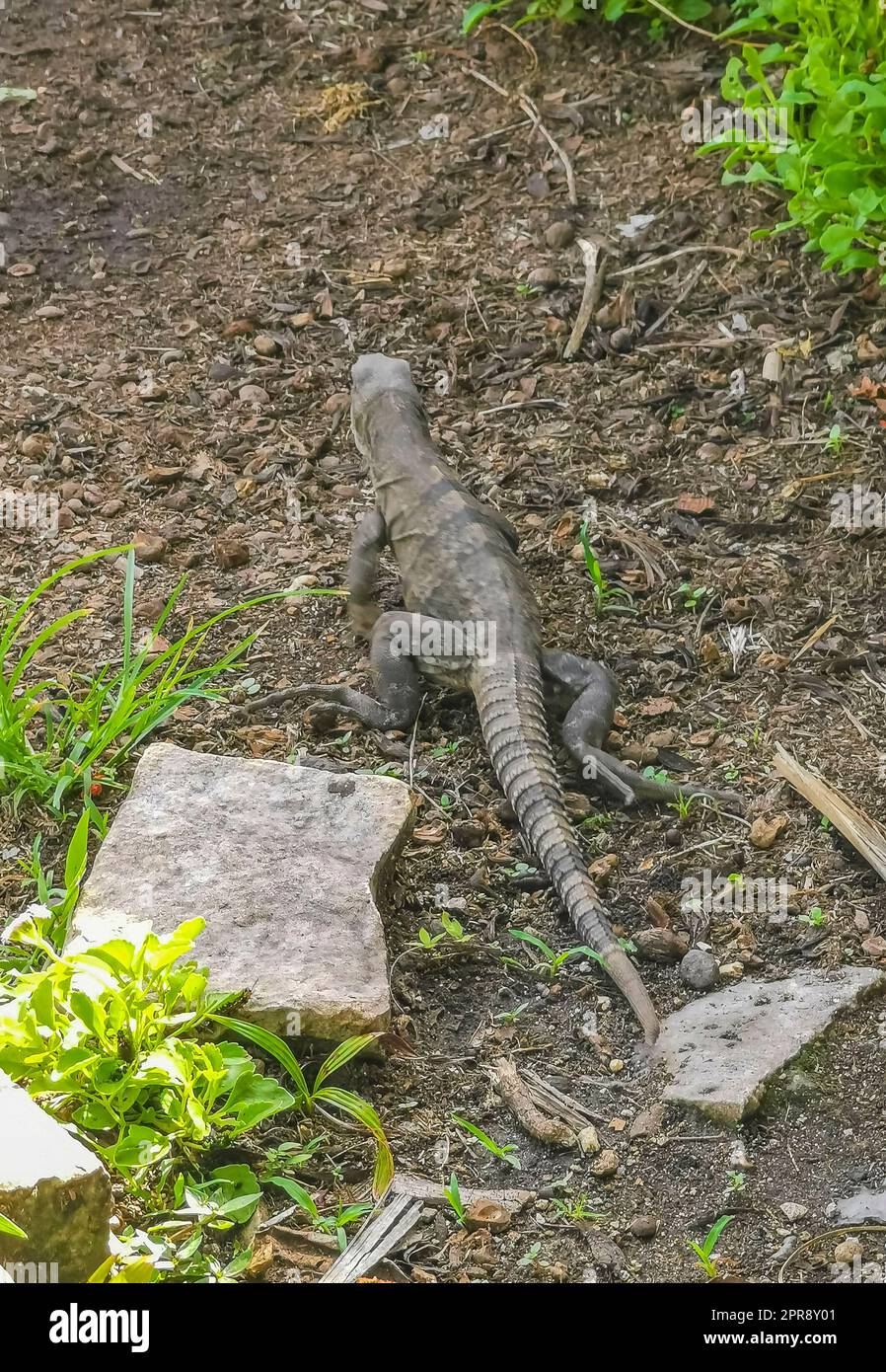 Iguana on ground Tulum ruins Mayan site temple pyramids Mexico Stock ...