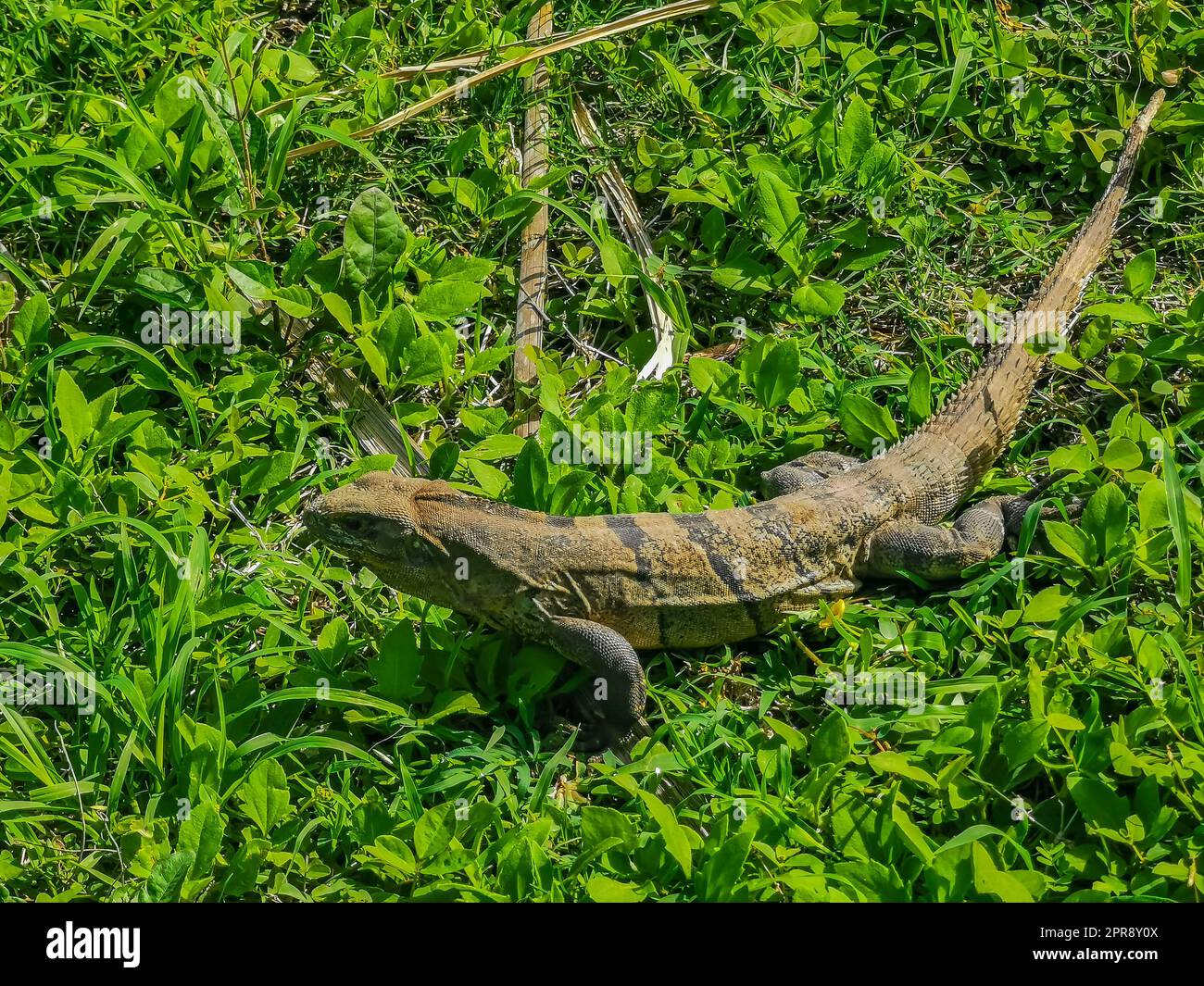 Iguana on grass Tulum ruins Mayan site temple pyramids Mexico Stock ...