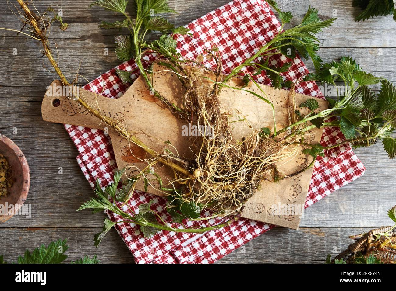 Fresh stinging nettle plant with roots. Ingredient for herbal remedies ...