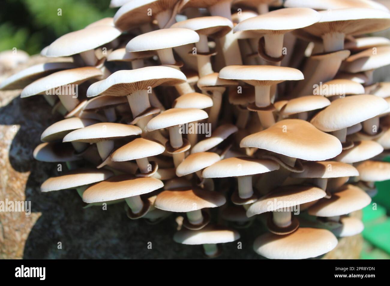 pioppino mushroom in the garden Stock Photo - Alamy