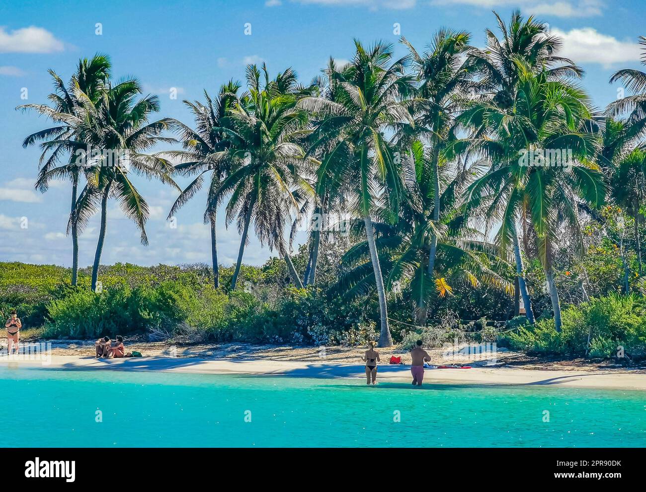 Beach forest hi-res stock photography and images - Alamy