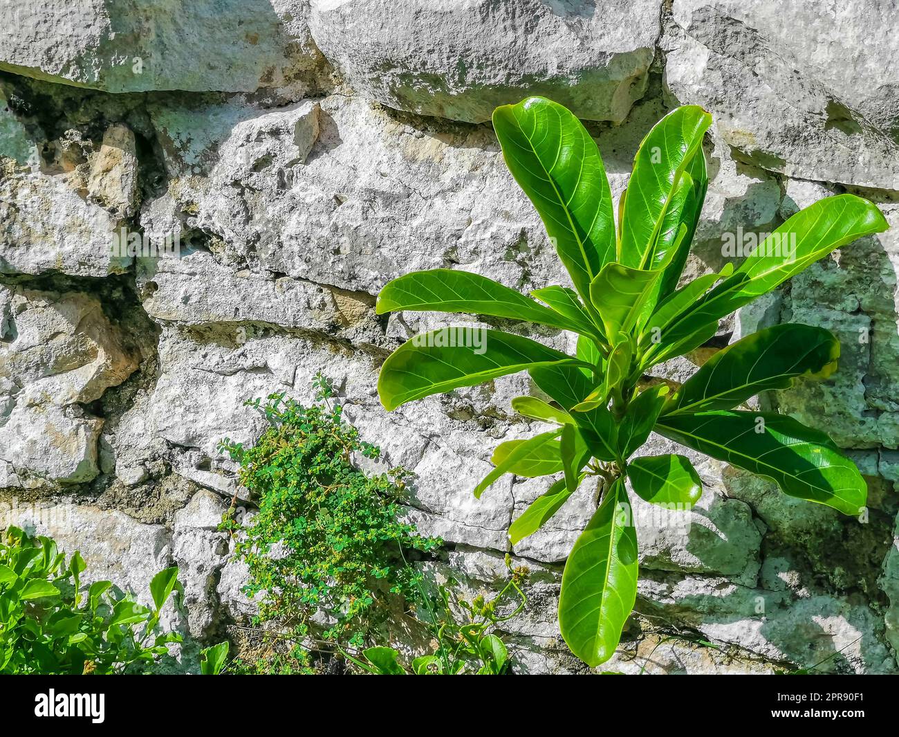 Texture pattern of Tulum ruins Mayan site temple pyramids Mexico Stock ...