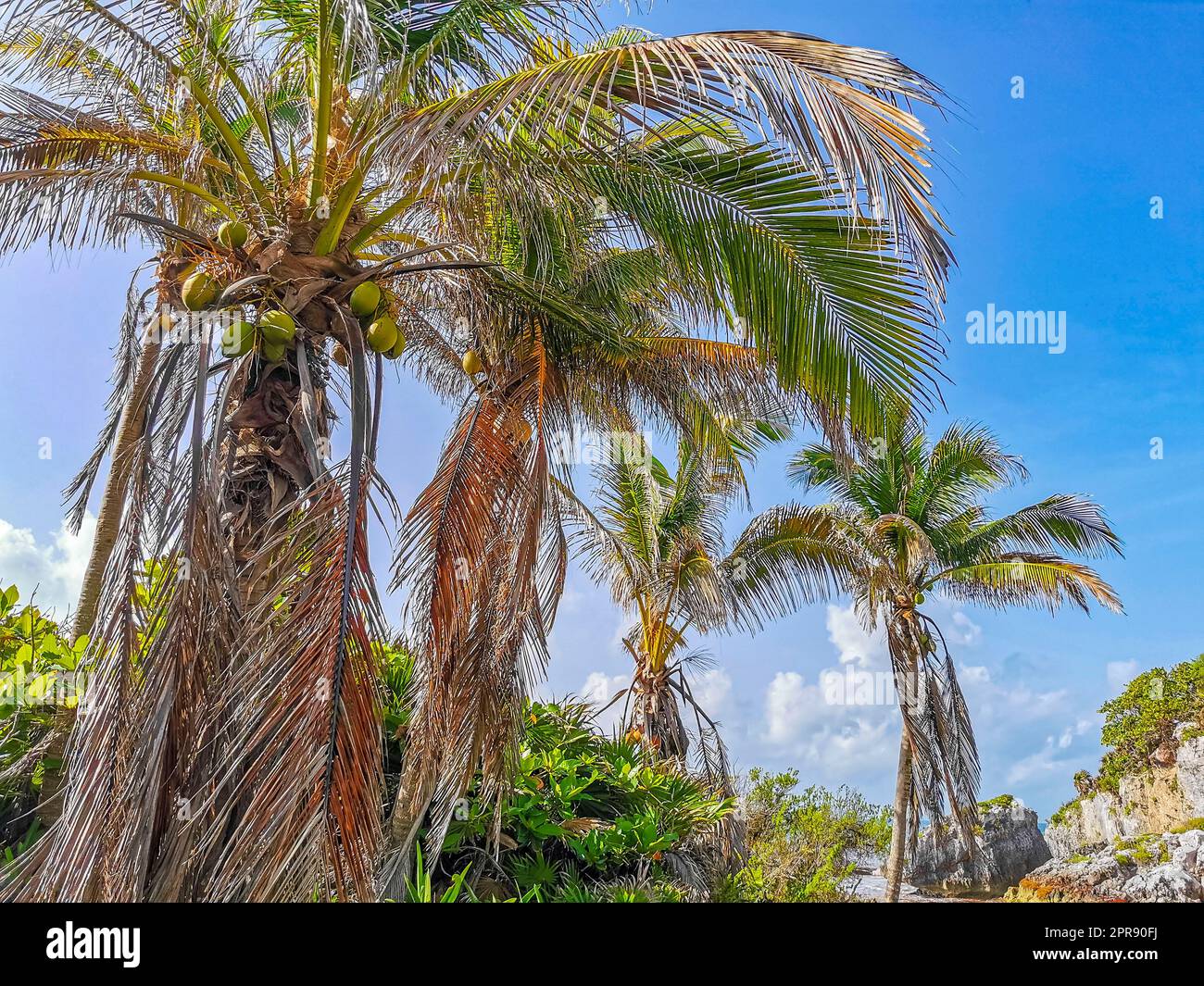 Tropical palm trees coconuts blue sky in Tulum Mexico Stock Photo - Alamy