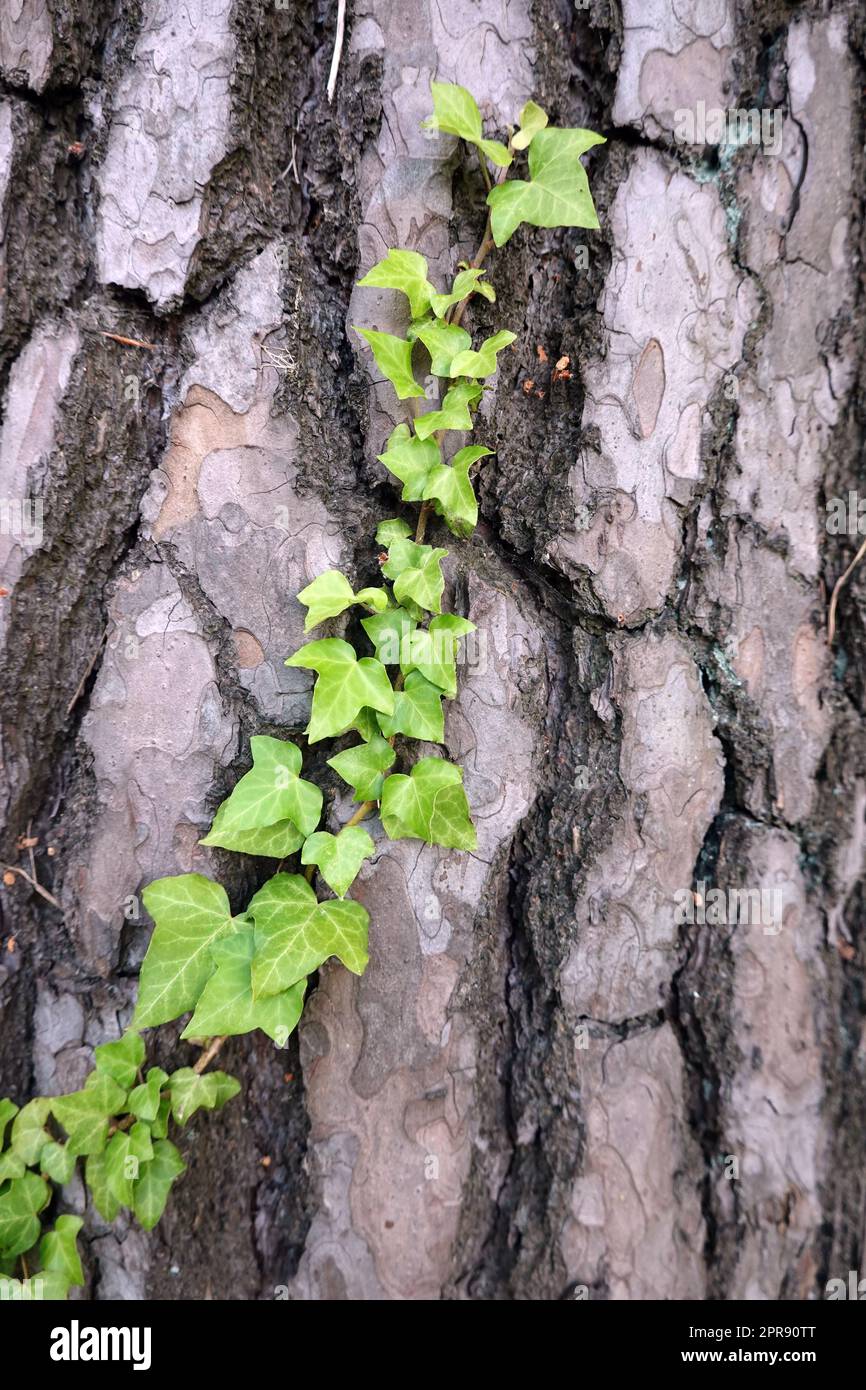 junge Efeu-Ranke (Hedera helix) an einem Kiefernstamm (Pinus spec Stock ...