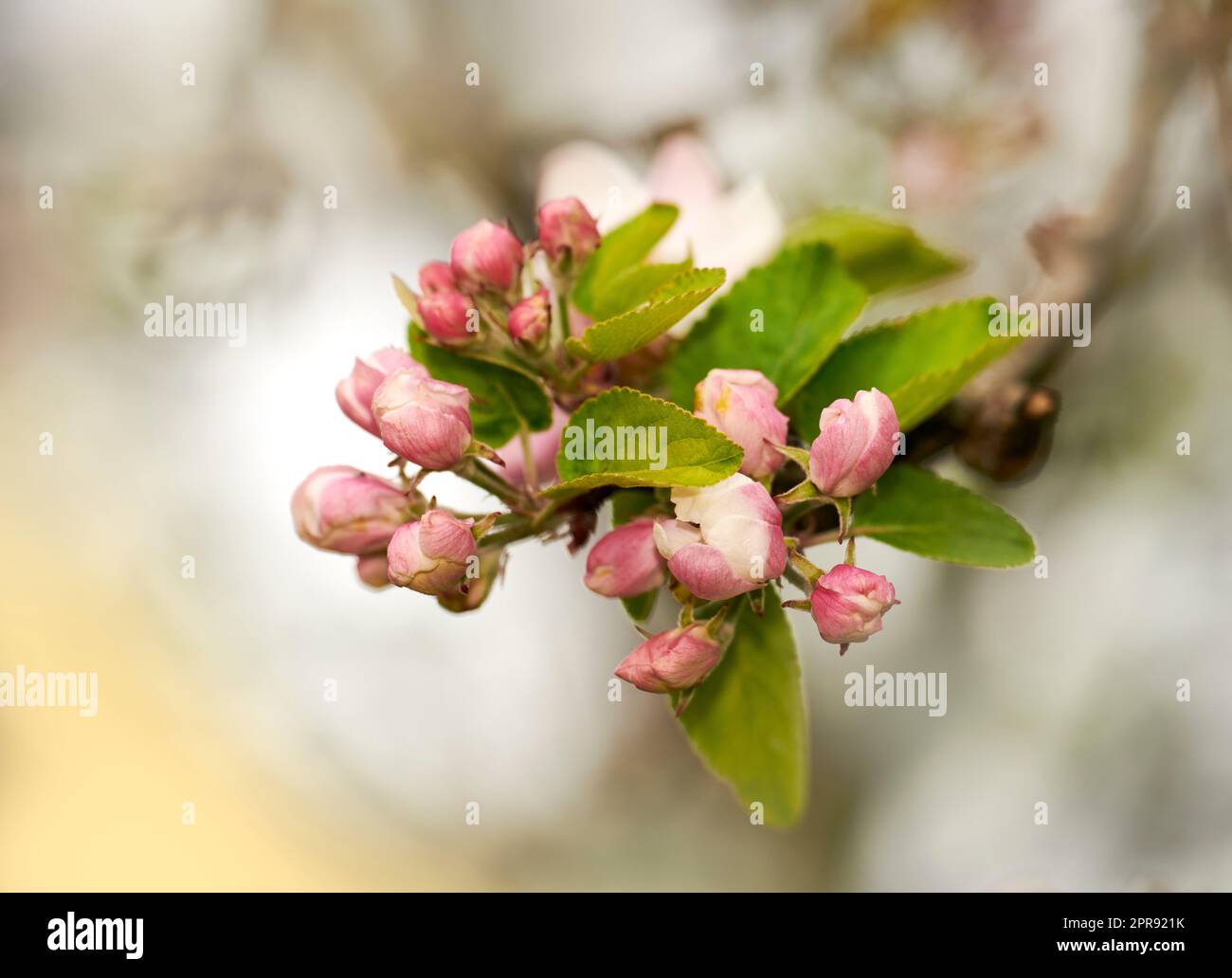 Budding rose hi-res stock photography and images - Alamy